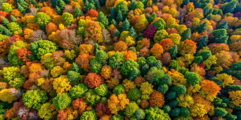 Overhead View of a Forest in Autumn Showcasing a Breathtaking Array of ...