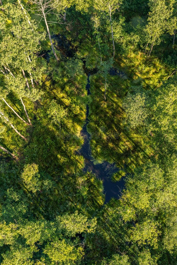 Overhead View of the Forest Seen from the Plane Stock Image - Image of ...
