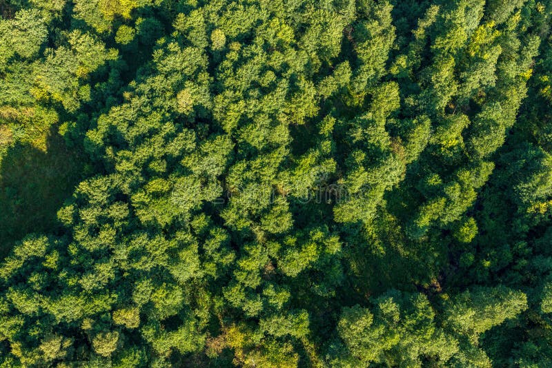 Overhead View of the Forest Seen from the Plane Stock Image - Image of ...