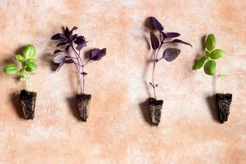 An Overhead View of Four Basil Seedlings, Two Green and Two Purple ...