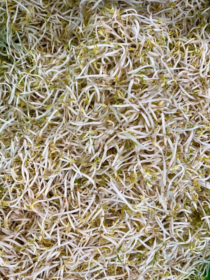 Fresh Bean Sprouts stock image. Image of asian, sprout - 2302303