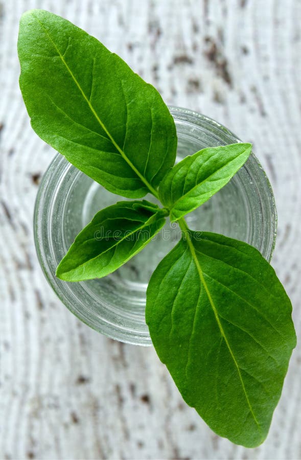 Basil Sprig stock photo. Image of ingredient, sprig, garnish - 4418502