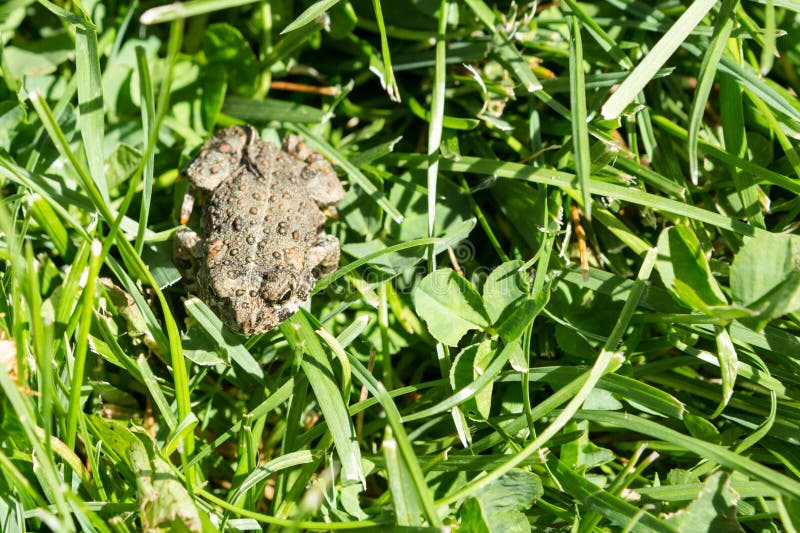 Frog on grass stock photo. Image of animal, amphibian - 33220740