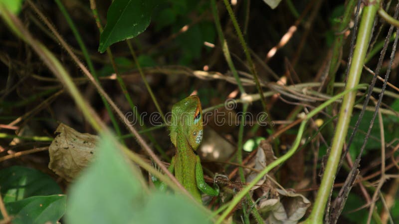 Overhead View of a Green Forest Lizard Head Stock Photo - Image of ...