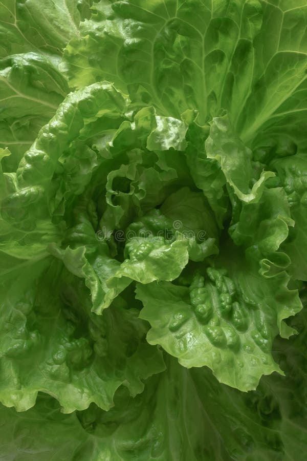 Overhead View of Green Lettuce Leaves Background Stock Photo - Image of ...