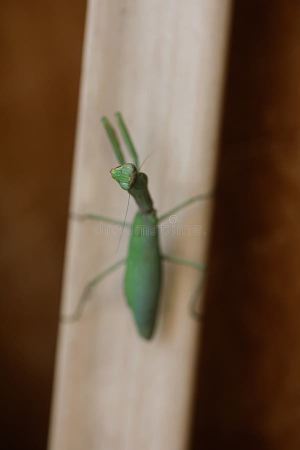 An Overhead View of the Green Mantis Head Green Mantis Insect Macro ...