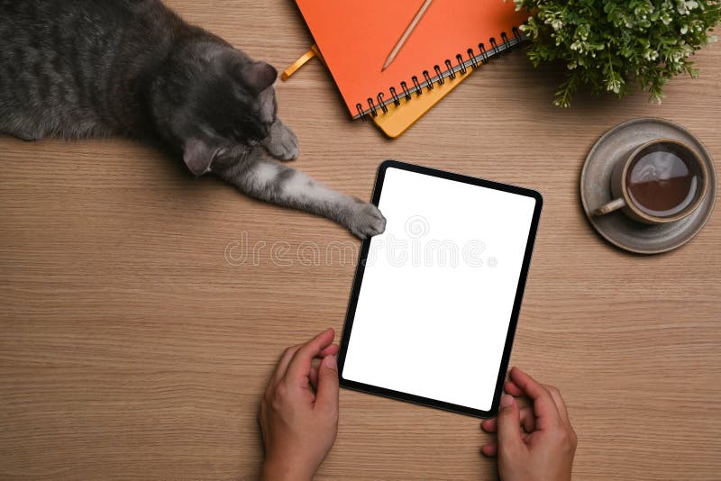 Man Using Digital Tablet on Wooden Desk with His Cute Cat. Stock Image ...