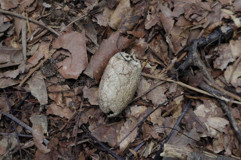 Overhead View of an Old Cicada Cocoon or Shell on the Forest Floor ...