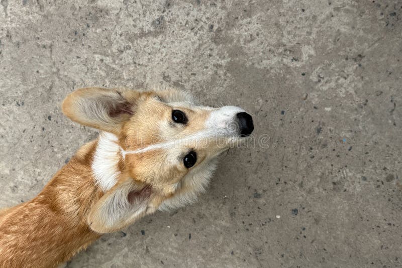 Overhead View of a Pembroke Welsh Corgi Looking Up at the Camera with ...