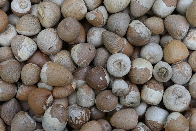 Overhead View of a Pile of Dry Areca Nuts or Betel Nuts Stock Photo ...