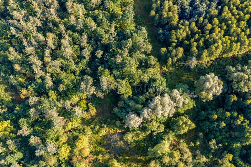 Aerial View of Forest stock image. Image of aerial, high - 16651667