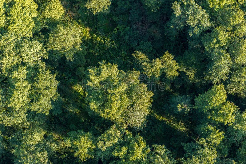 Overhead View of the Forest Seen from the Plane Stock Image - Image of ...
