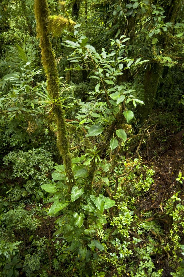 An Overhead View Provides a Different Perspective of the Lush Foliage ...