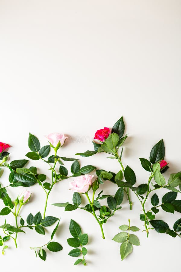 Overhead View of Roses Flowers, Flat Lay Stock Photo - Image of petal ...