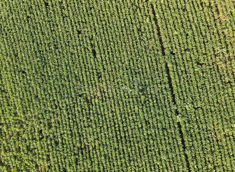 An Overhead View of a Football Field. Stock Photo - Image of wallpaper ...