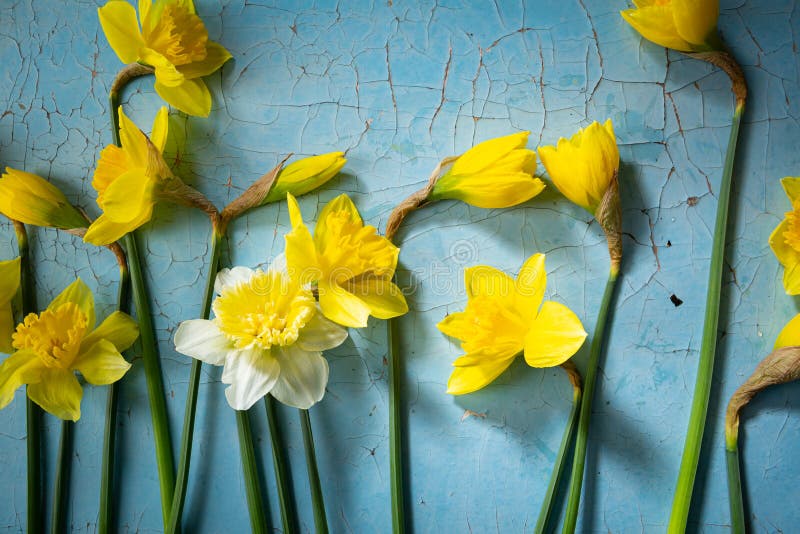 Overhead View of Spring Flowers on Blue Surface Stock Image - Image of ...