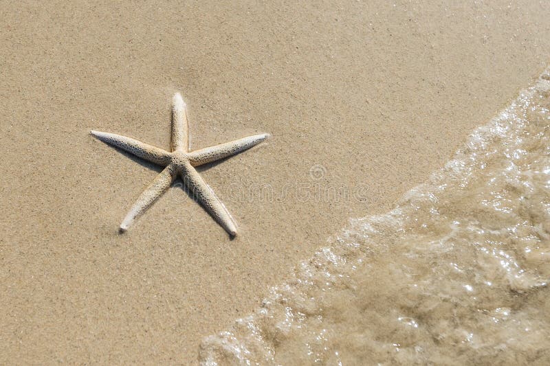 Starfish Wave Beach Background Stock Image - Image of exotic, aquatic ...