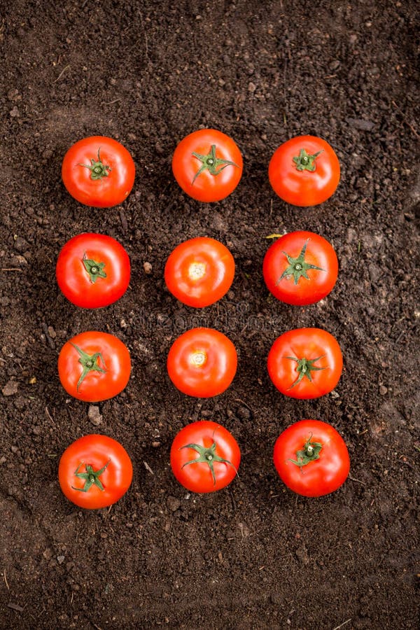 Overhead View of Tomatoes on Dirt at Garden Stock Photo - Image of ...