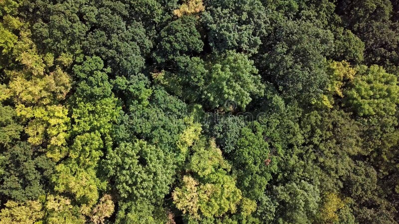 Overhead View of Top of Summer Forest Stock Footage - Video of ...
