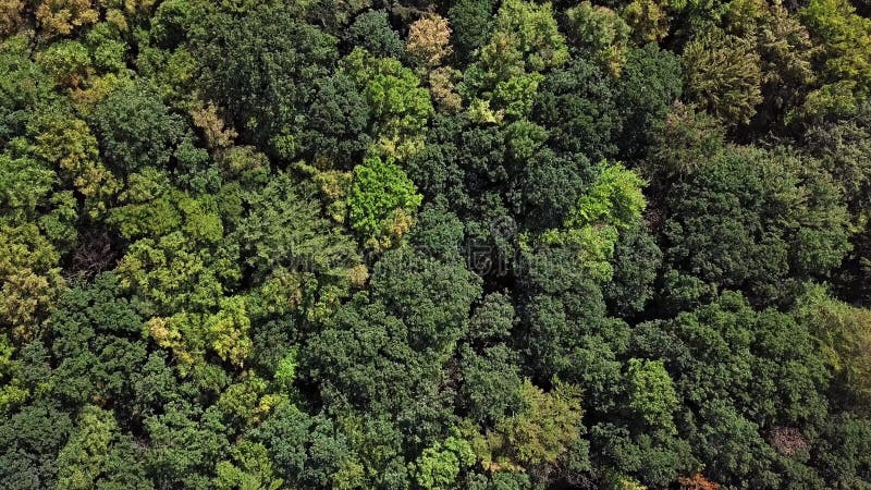 Overhead View of Top of Summer Forest Stock Footage - Video of sunlight ...