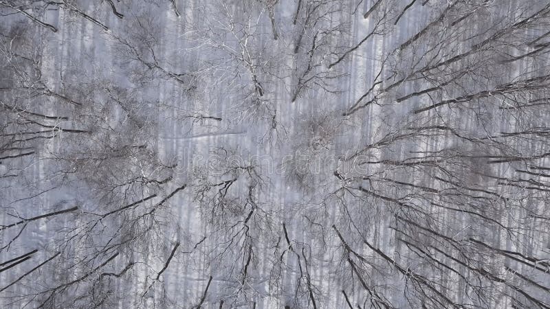 Overhead View of Top of Winter Forest Stock Video - Video of treetop ...