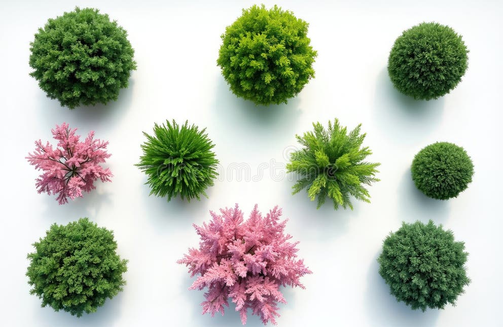 Overhead View of Various Trees and Shrubs on White Background. Design ...