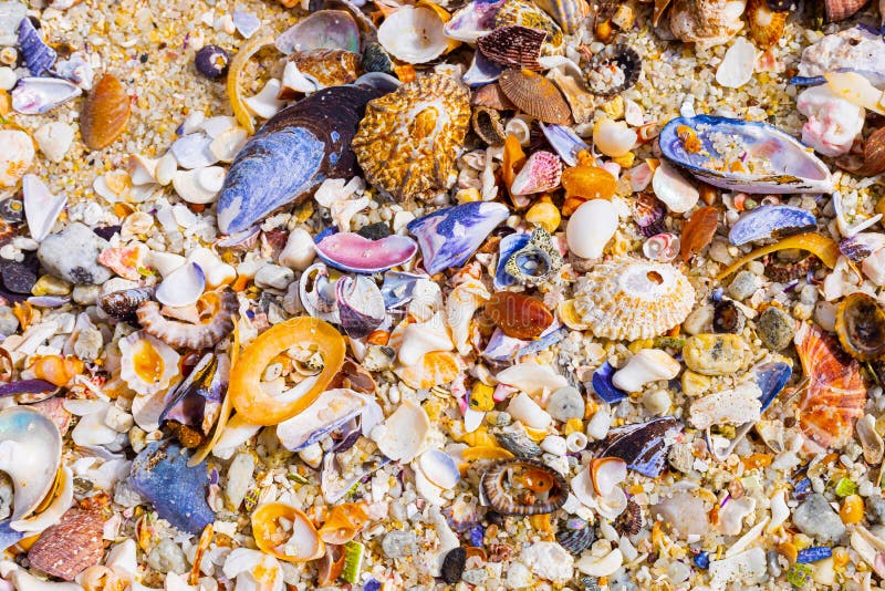 Overhead View of Washed Up and Broken Sea Shells on Sandy Beach Stock ...