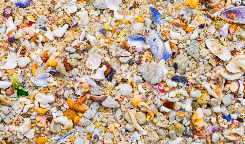 Overhead View of Washed Up and Broken Sea Shells on Sandy Beach Stock ...