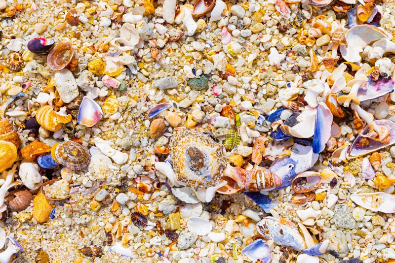 Overhead View of Washed Up and Broken Sea Shells on Sandy Beach Stock ...