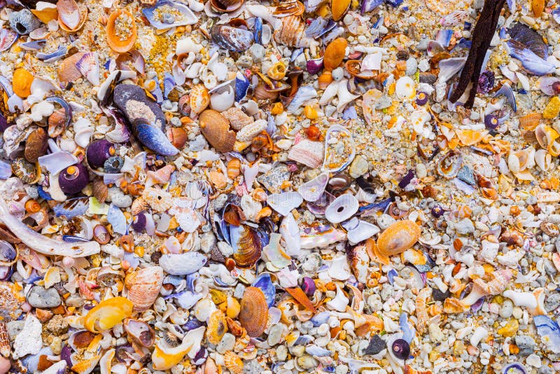 Overhead View of Washed Up and Broken Sea Shells on Sandy Beach Stock ...
