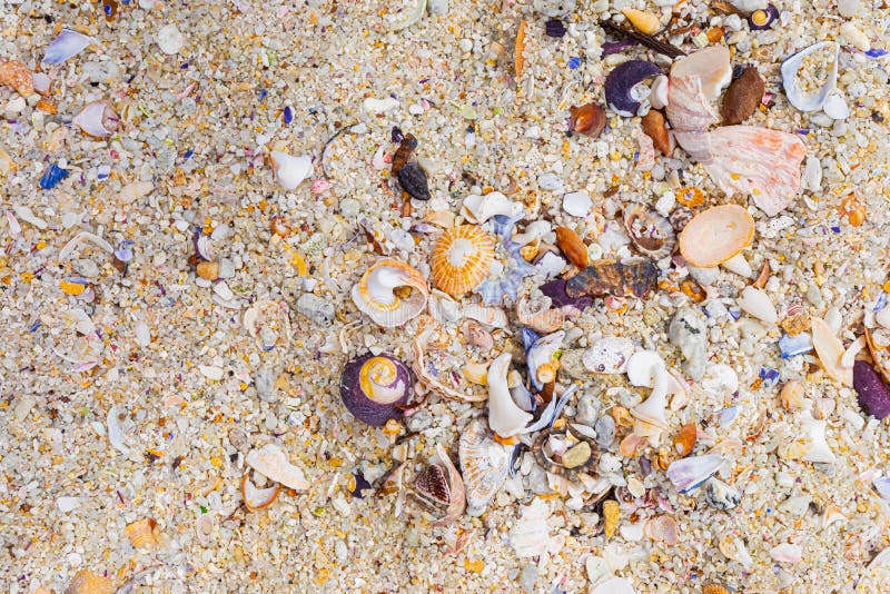 Overhead View of Washed Up and Broken Sea Shells on Sandy Beach Stock ...