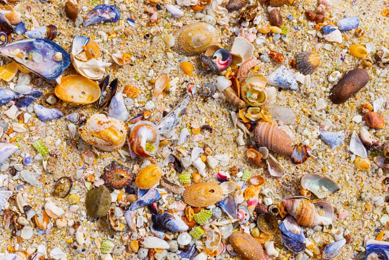 Overhead View of Washed Up and Broken Sea Shells on Sandy Beach Stock ...