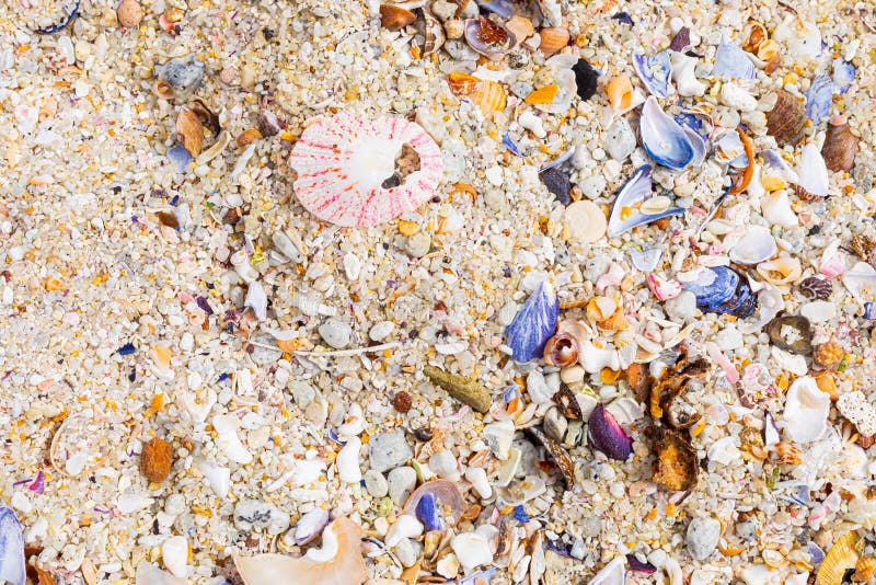 Overhead View of Washed Up and Broken Sea Shells on Sandy Beach Stock ...