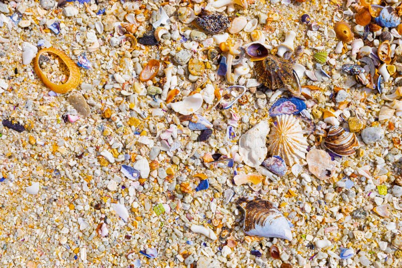 Overhead View of Washed Up and Broken Sea Shells on Sandy Beach Stock ...