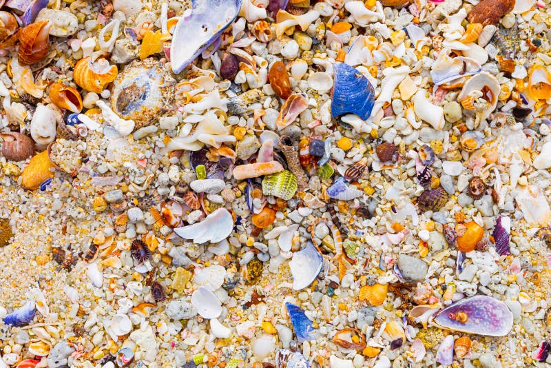 Overhead View of Washed Up and Broken Sea Shells on Sandy Beach Stock ...