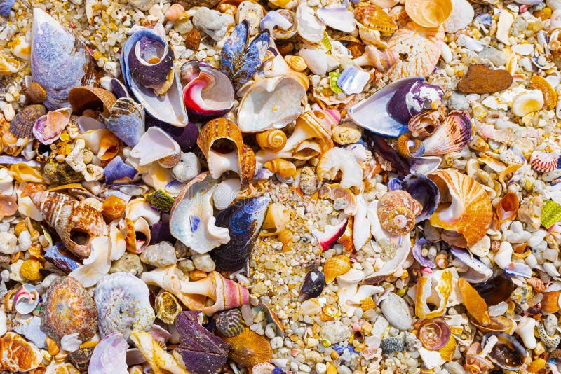 Beach Cape Town South Africa Shells Stock Photos - Free & Royalty-Free ...