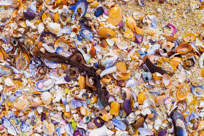 Overhead View of Washed Up and Broken Sea Shells on Sandy Beach Stock ...