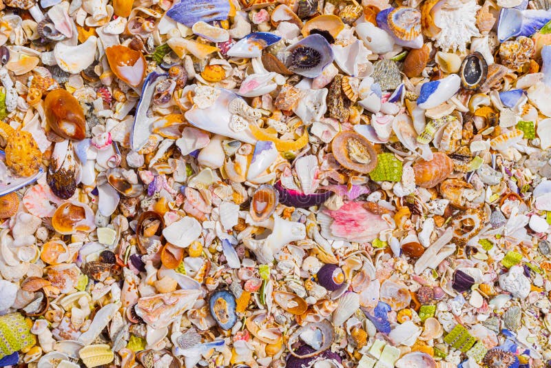 Beach Cape Town South Africa Shells Photos - Free & Royalty-Free Stock ...