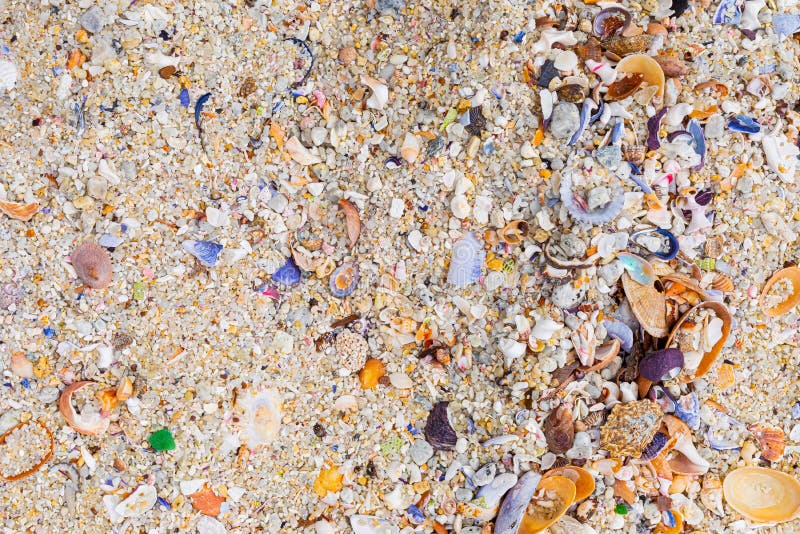 Overhead View of Washed Up and Broken Sea Shells on Sandy Beach Stock ...