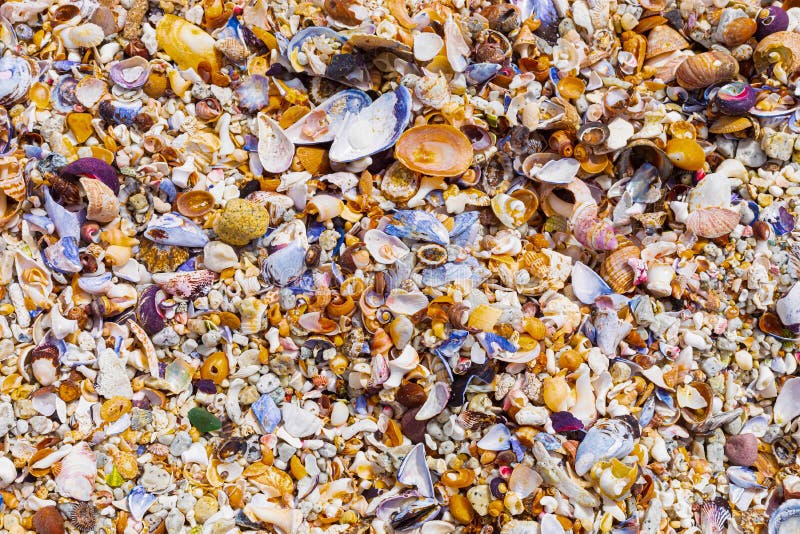 Overhead View of Washed Up and Broken Sea Shells on Sandy Beach Stock ...