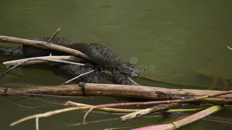 Overhead View of a Water Snake at the River Stock Video - Video of ...