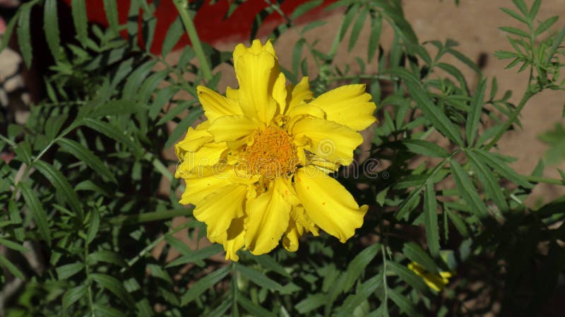 Overhead View of a Yellow Marigold Flower in the Garden Stock Image ...