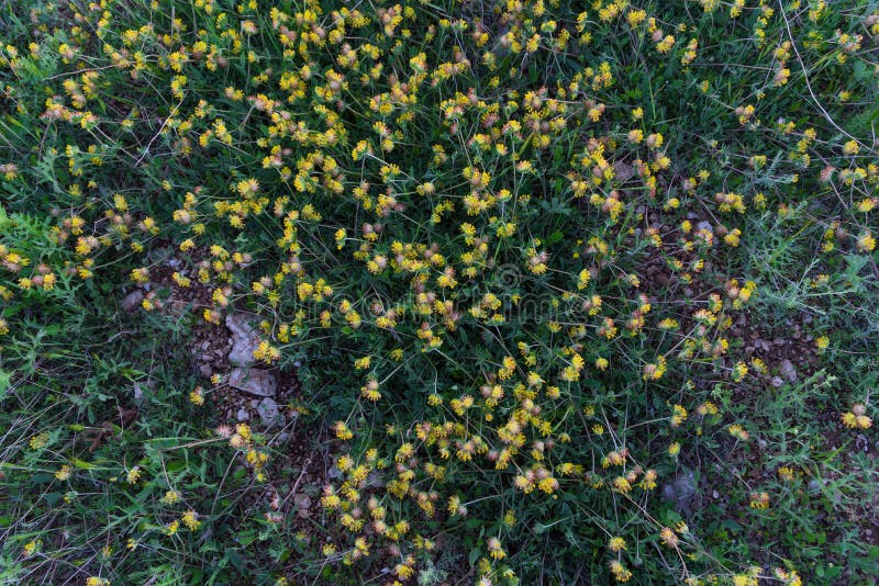 Overhead Yellow Flowers Closeup Stock Image - Image of gregarious ...