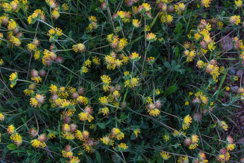Yellow Little Flowers Meadow Overhead View Stock Image - Image of ...
