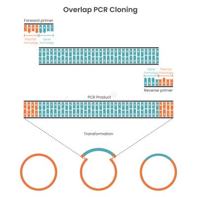 Genome Sciences Educational Graphic Diagram of Overlap PCR Cloning ...