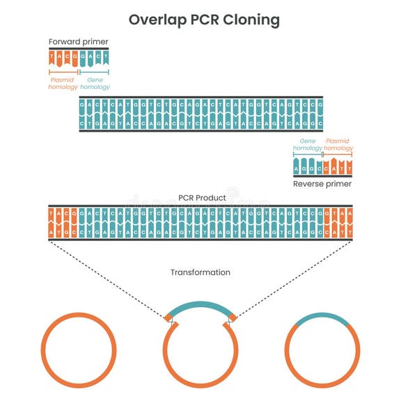 Genome Sciences Educational Graphic Diagram of Overlap PCR Cloning ...
