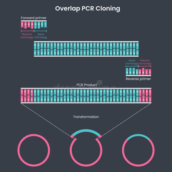 Genome Sciences Educational Graphic Diagram of Overlap PCR Cloning ...