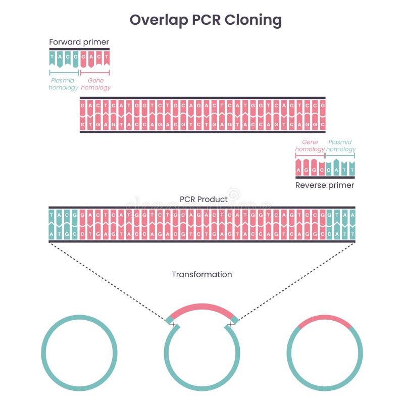 Overlap Pcr Design Stock Illustrations – 3 Overlap Pcr Design Stock ...