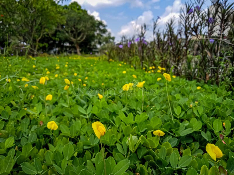 Overlapping Arachis Pintoi Flowers Stock Photo - Image of garden, lawn ...