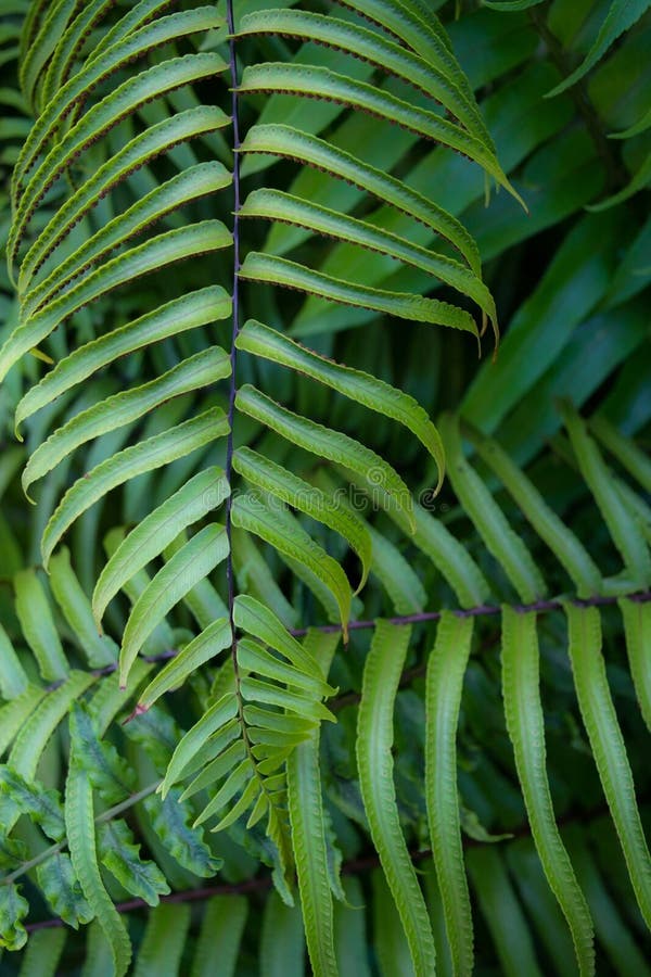 Overlapping fern leaves stock photo. Image of science - 84248378
